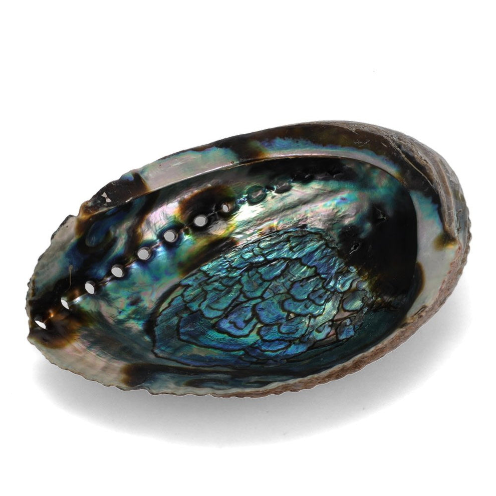 Abalone Shell (LARGE) 15cm – Spiritual Gifts AU